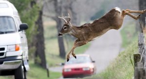 Should You Choose an Infrared Deer Detector for a Car? - Daily Car Blog